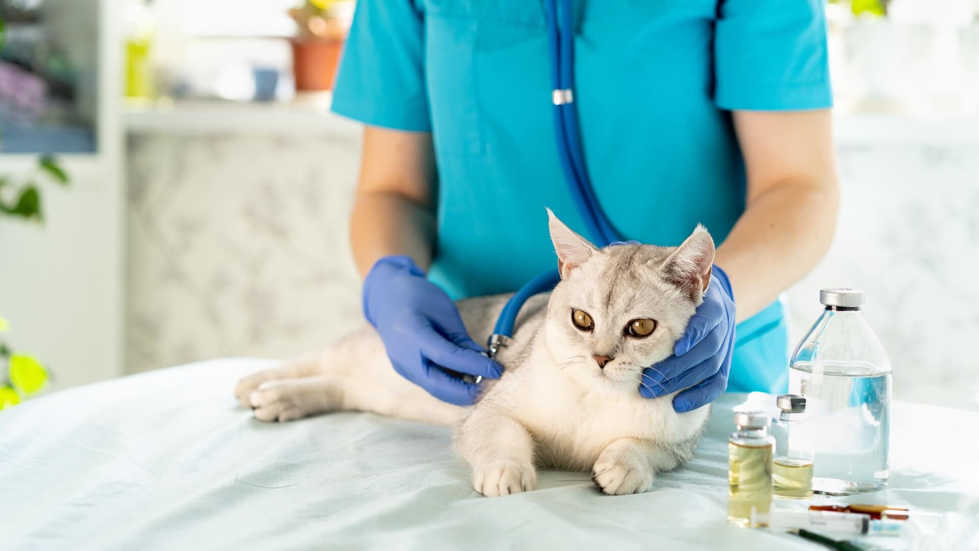 New Client / Patient Appointment Policy | Urban PetRx