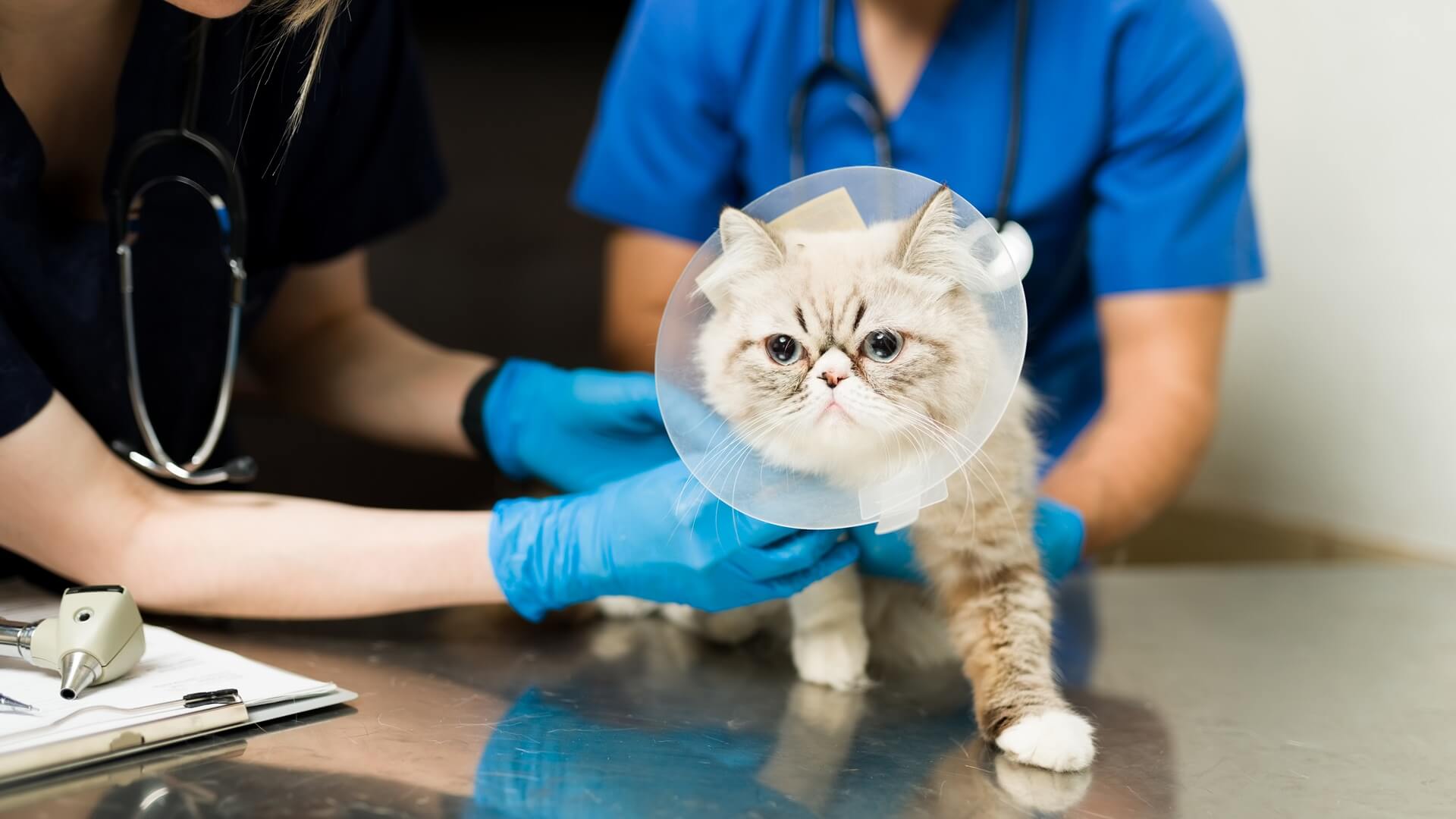 Pet Surgical Services In Chicago, IL 60608 | Urban PetRx