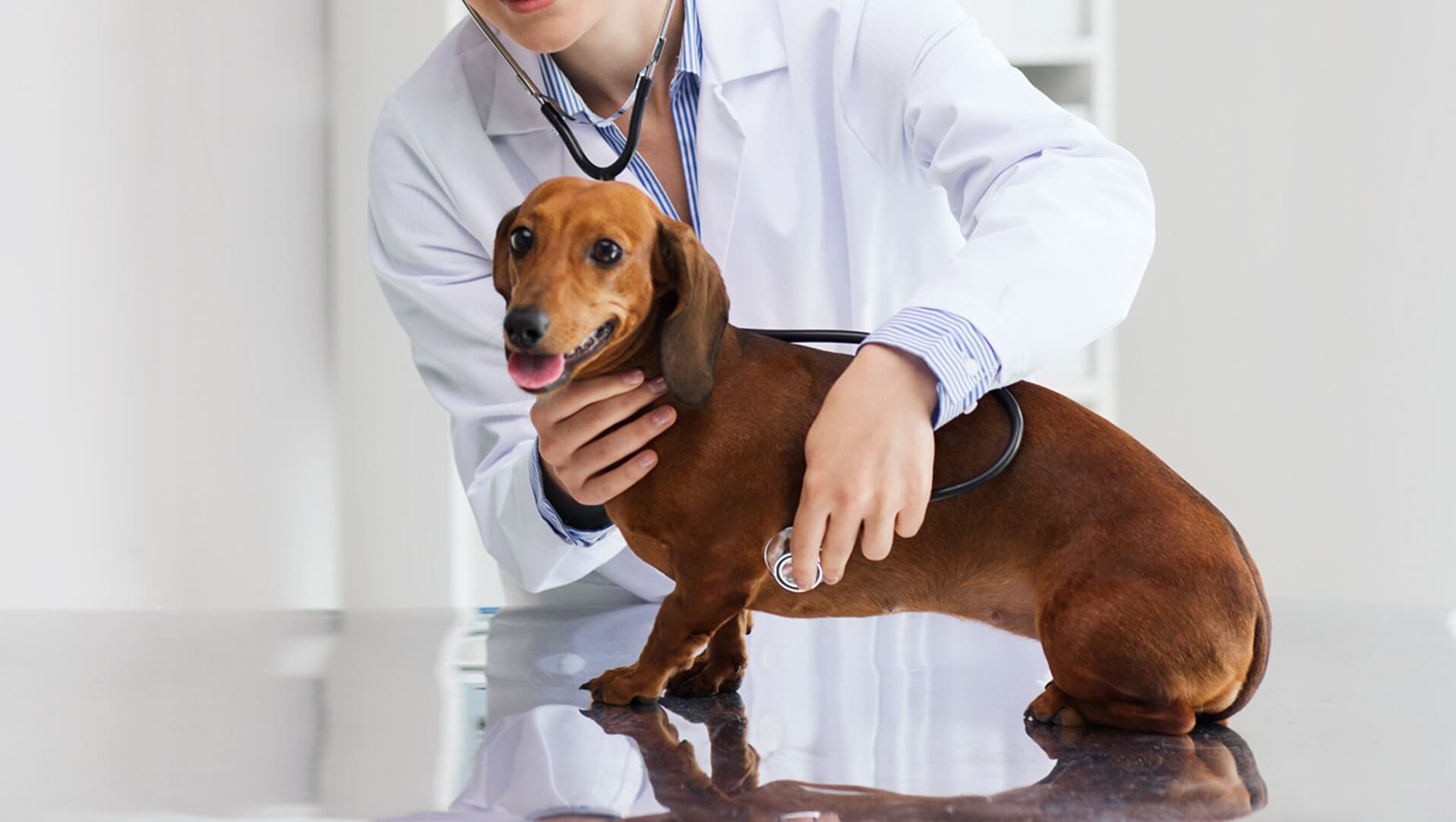 What To Expect During Your Pet’s First Visit | Urban PetRx